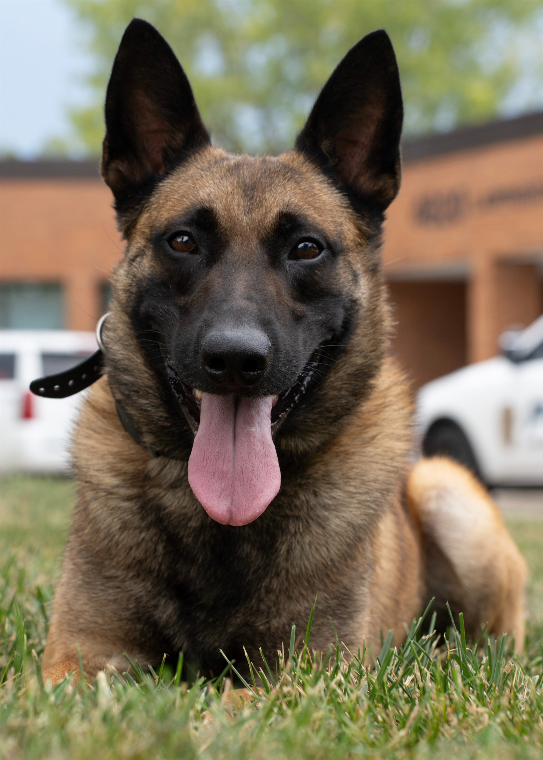 Lawrence police welcome new Patrol Service Dog Taz, who replaces ...